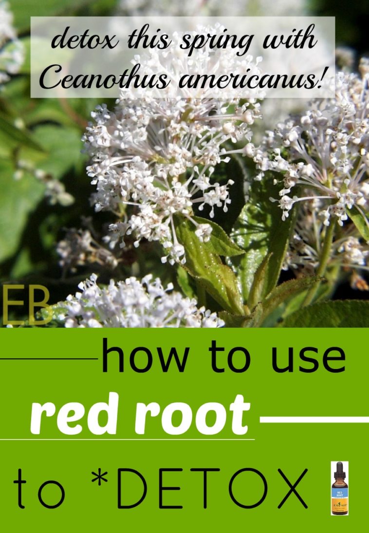 How to Use Red Root to Detox (and remove parasites from lymphatic ...