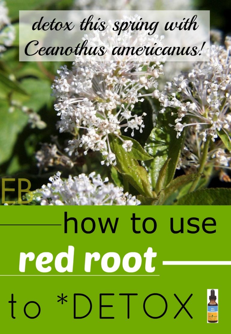 How to Use Red Root to Detox (and remove parasites from lymphatic ...