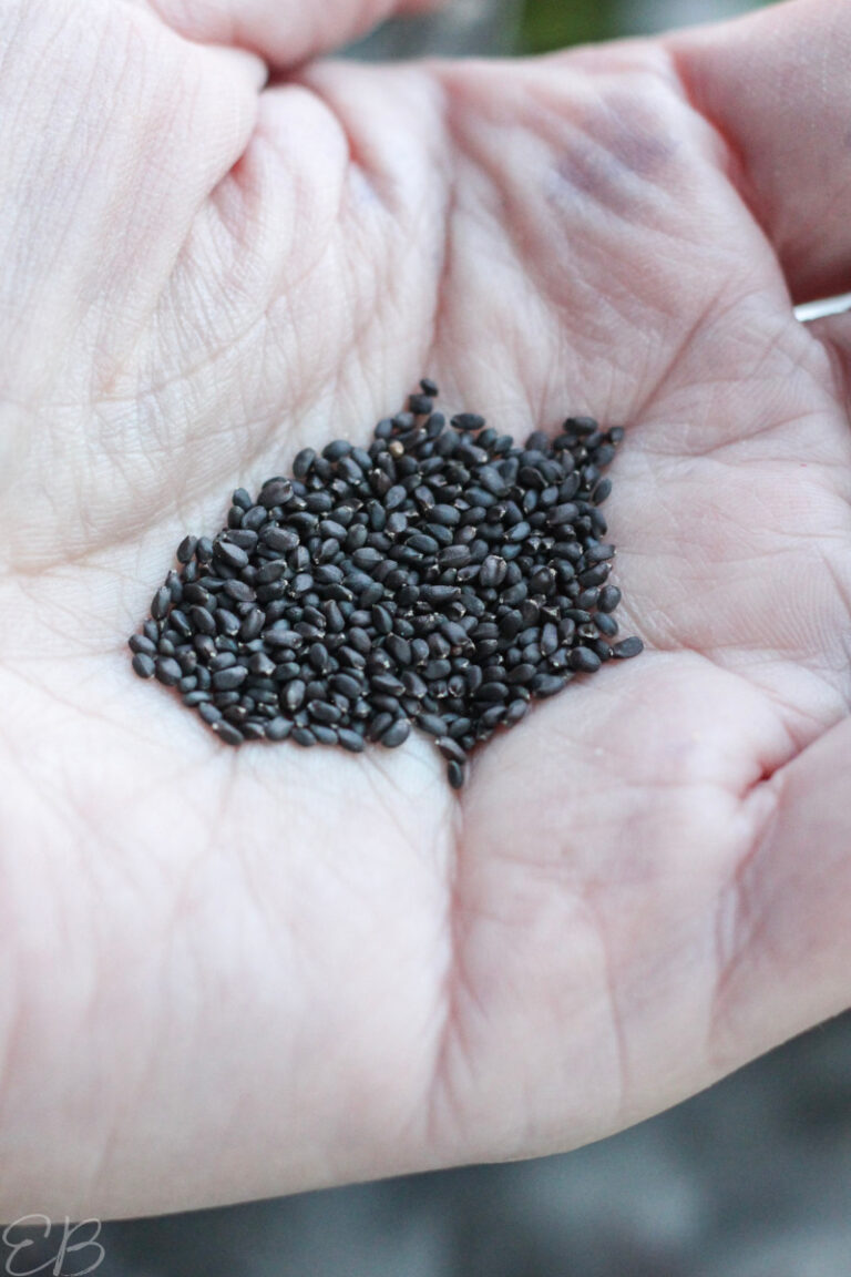 What are BASIL SEEDS & How to Eat Them - Eat Beautiful