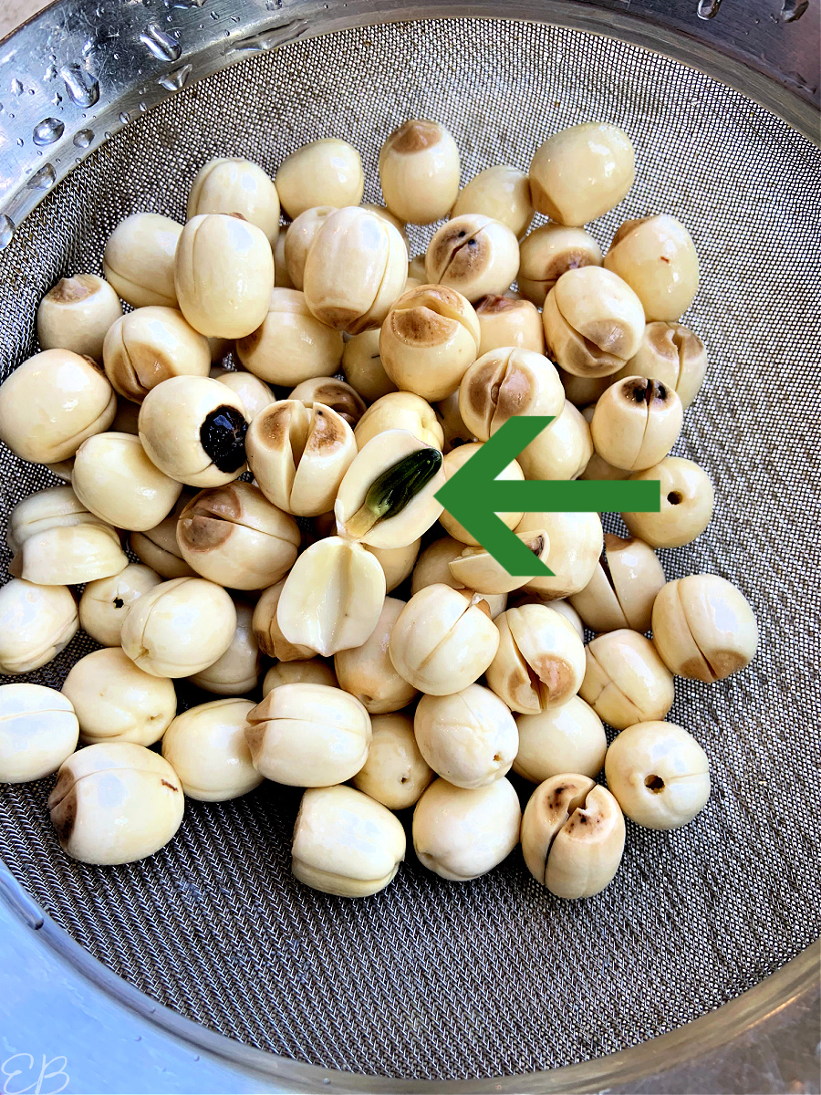 How to Cook LOTUS SEEDS (Stove top or Instant Pot) - Eat Beautiful