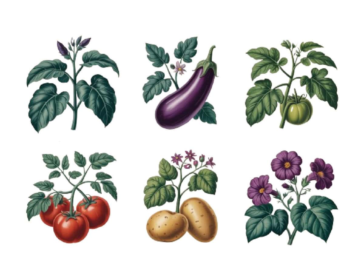 Complete List of Nightshades (with free printable PDF) - Eat Beautiful